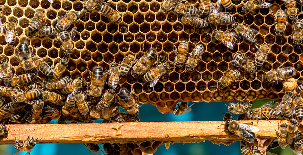eluniversal.com.mx | La importancia de las abejas nativas