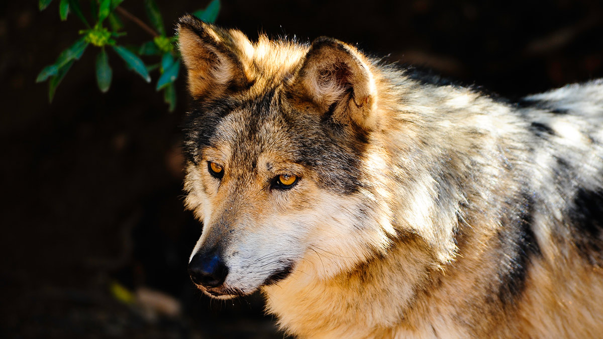 El Universal | El regreso del lobo mexicano y otras historias de ...
